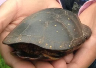 A turtle speaks: Land, wildlife, theory and praxis – Communist Party USA